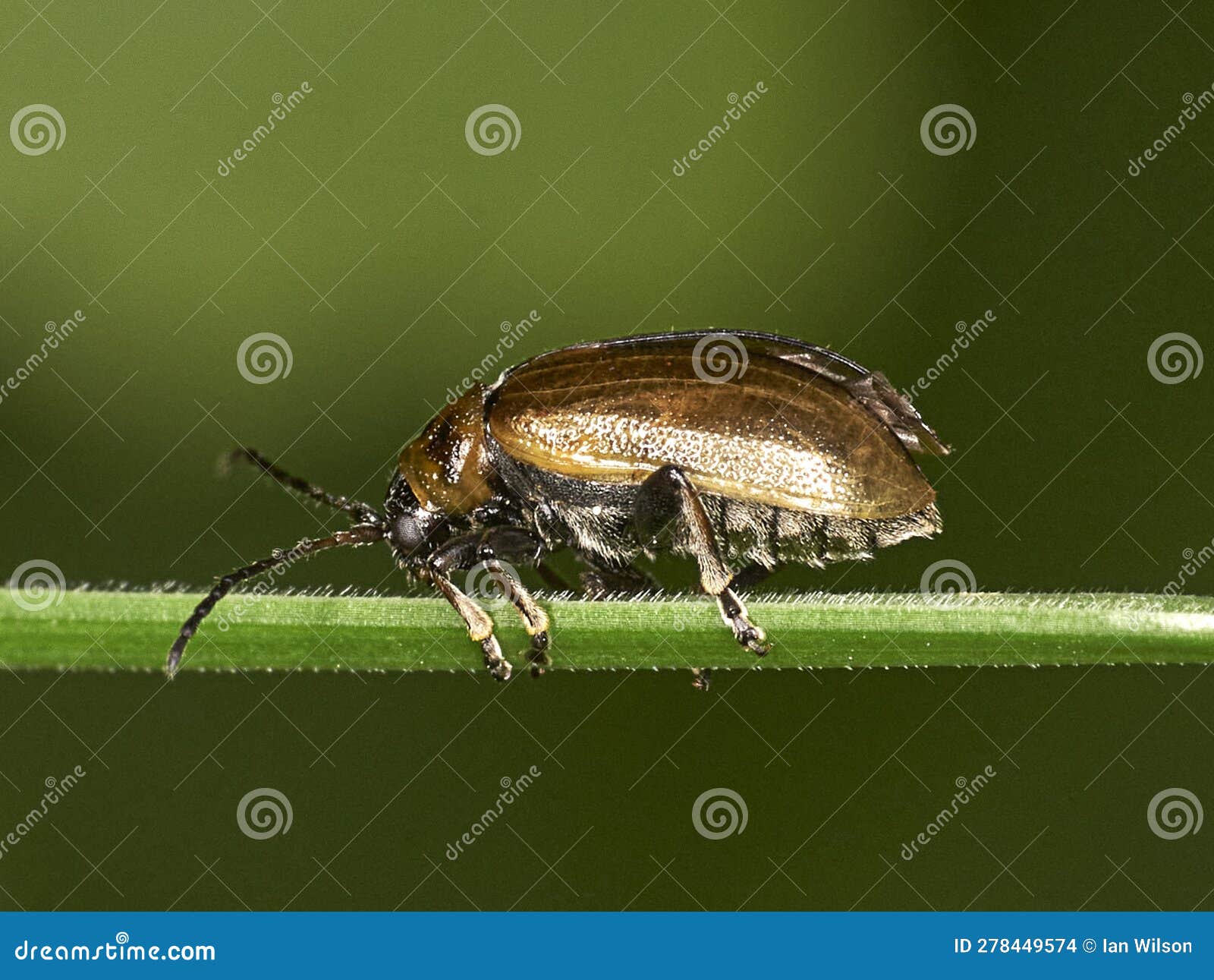 Macro of Chrysonelidae Lochmaea Brown Leaf Beetle Stock Photo - Image ...