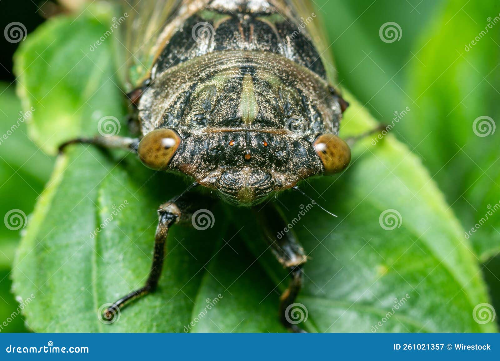 Macro of a Cicada Bug on a Leaf. Stock Image - Image of fauna, leaf ...