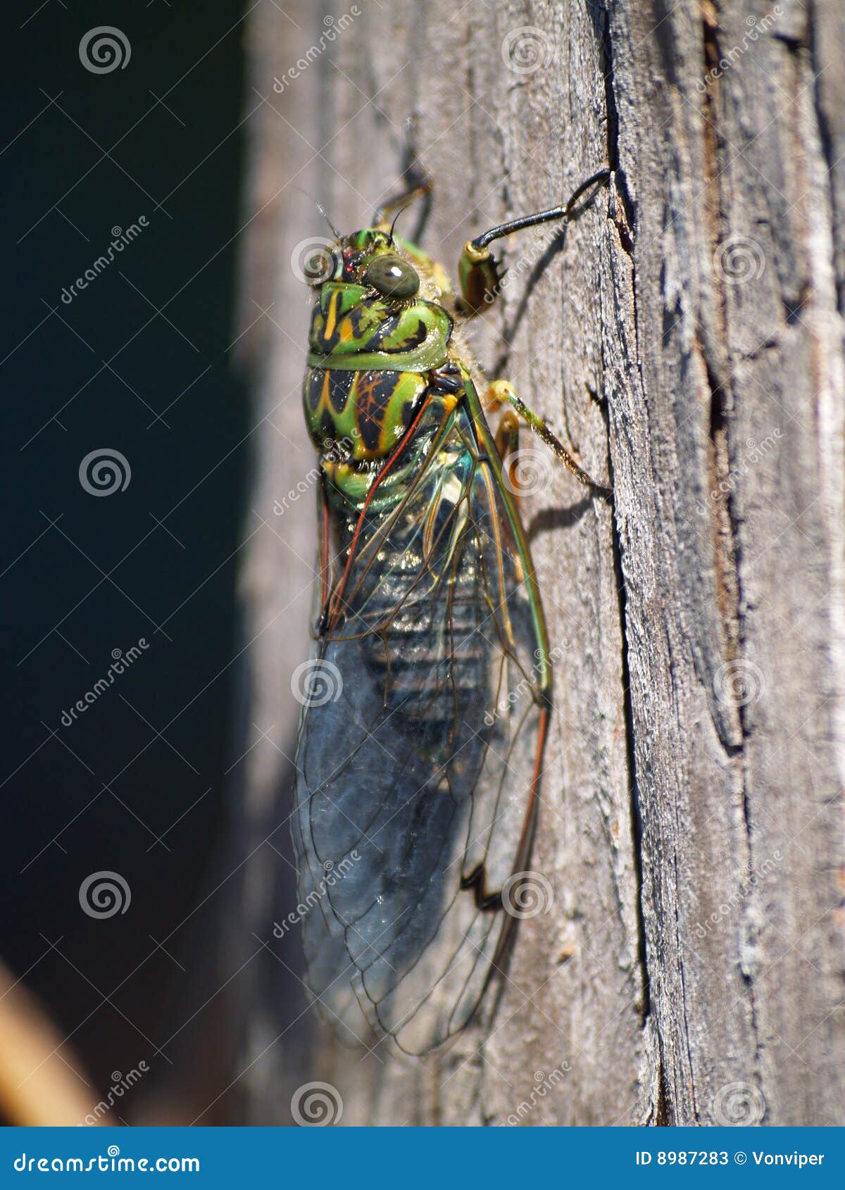 Macro of cicada insect stock image. Image of macro, insect - 8987283