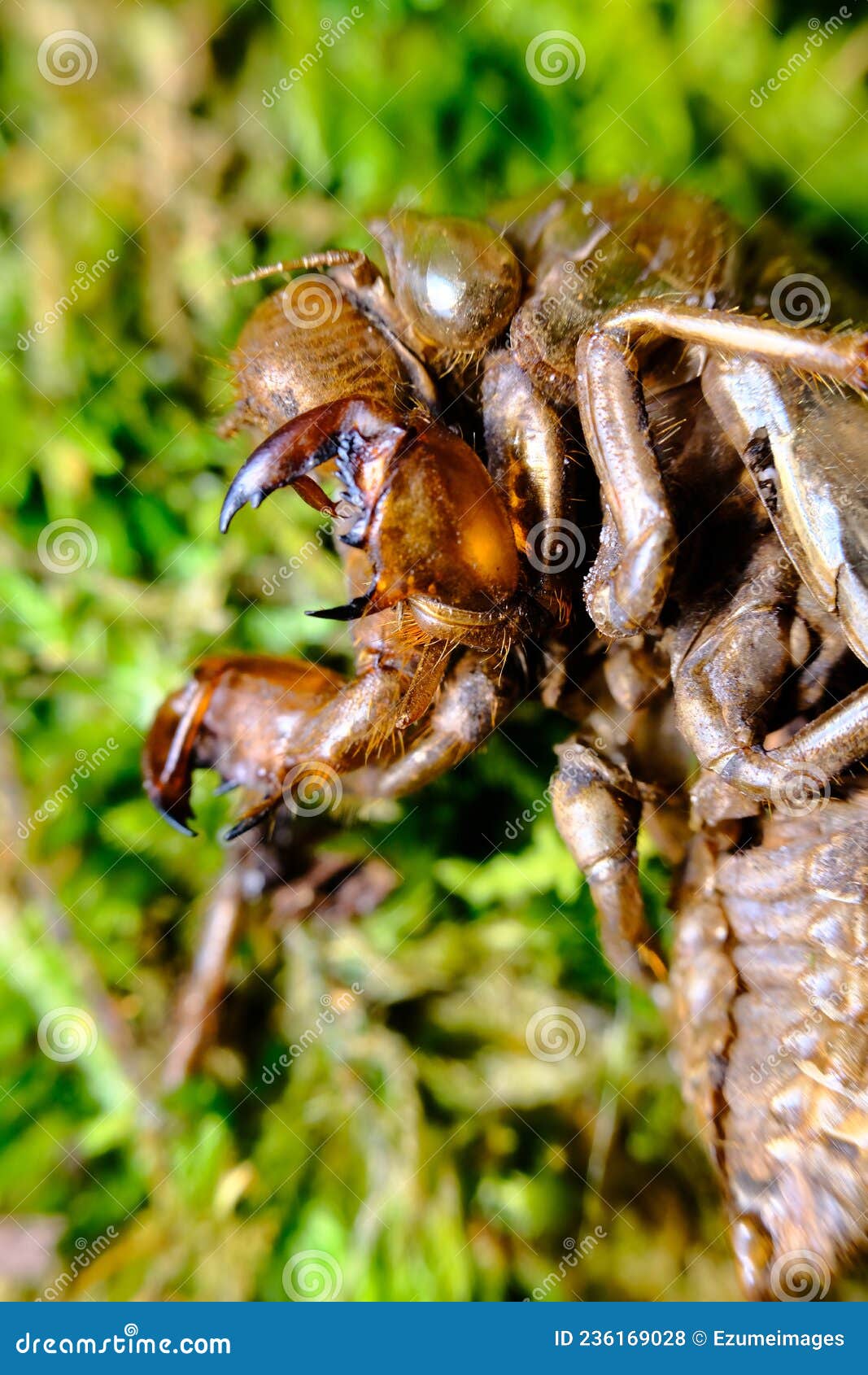 Macro Cicada Loust Exskeleton Photo stock - Image du pestes, insecte ...