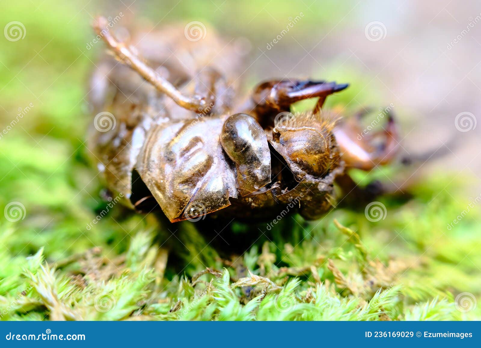 Macro Cicada Loust Exskeleton Image stock - Image du squelette ...