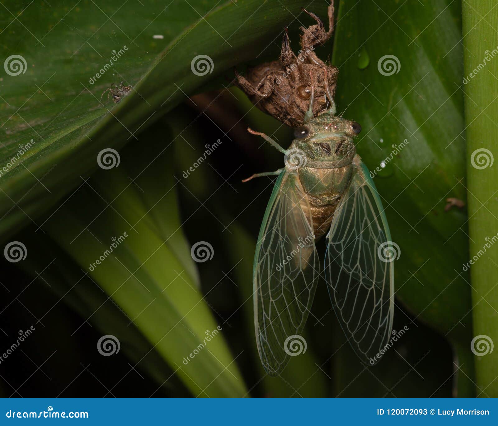 Macro of Cicada and Shell on Underside of Green Leaf Stock Image ...