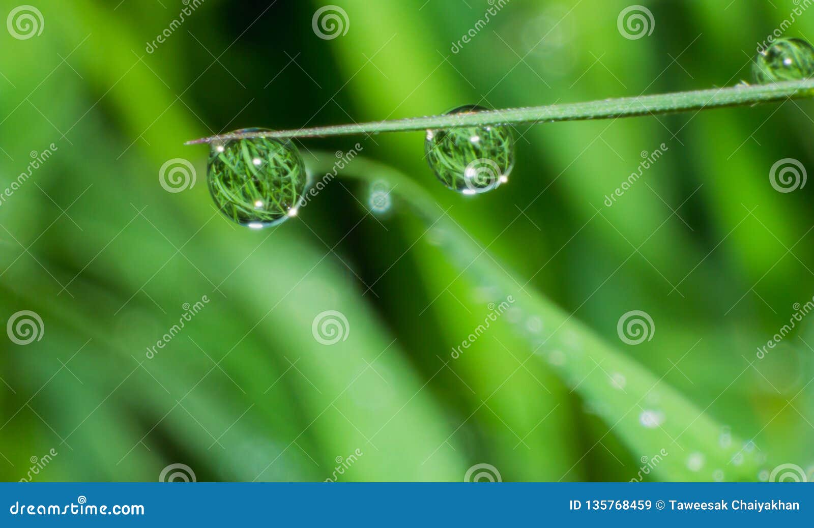Macro Circle Water Drop on Grass Stock Image - Image of leaves, grass ...