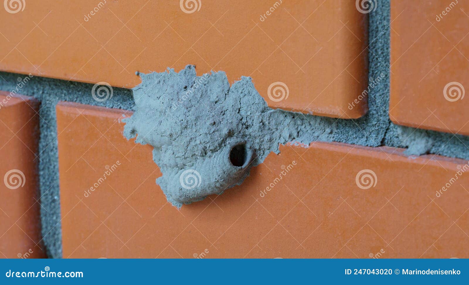Cocoons Of A Wasp With A Parasitized And Paralyzed Caterpillar Stock ...
