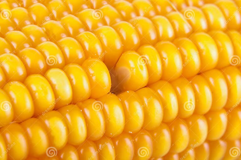 Macro Close Up of Corn Texture Missing Single Kernel Stock Image ...