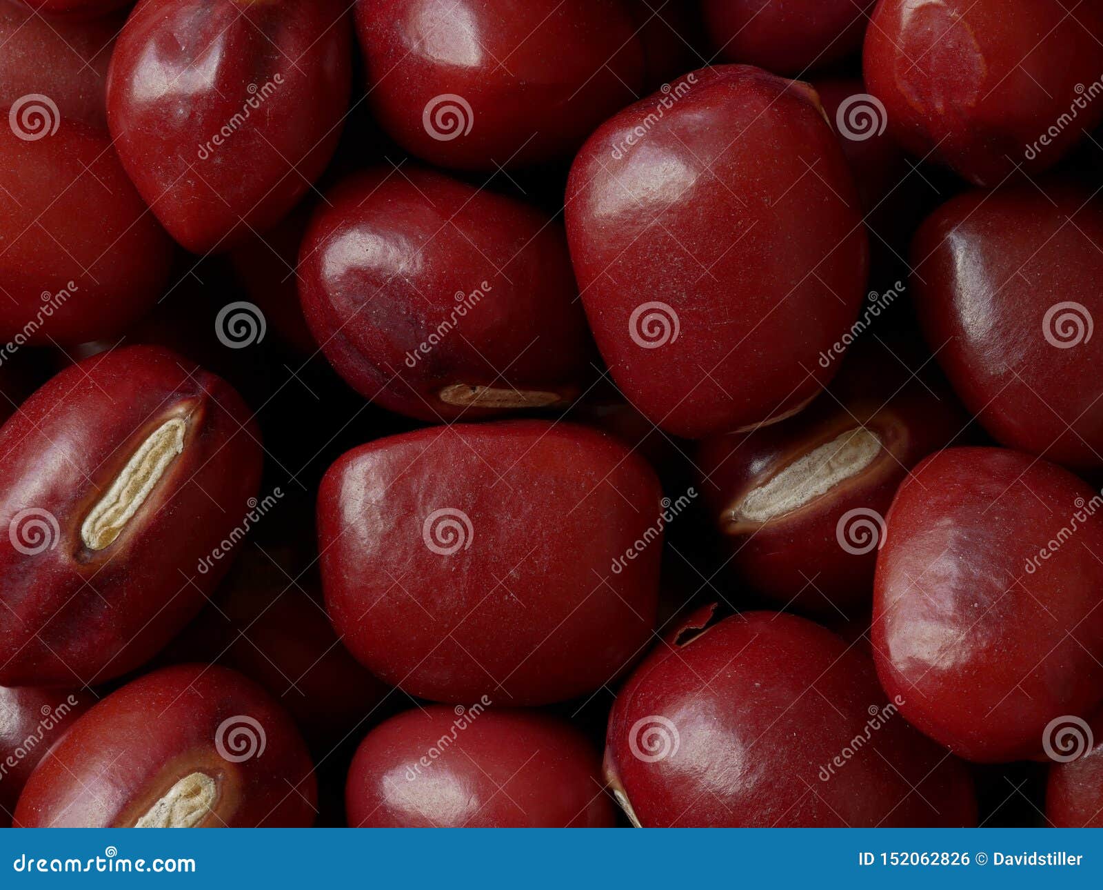 Macro Close-up of Adzuki Beans, Vigna Angularis Stock Photo - Image of ...