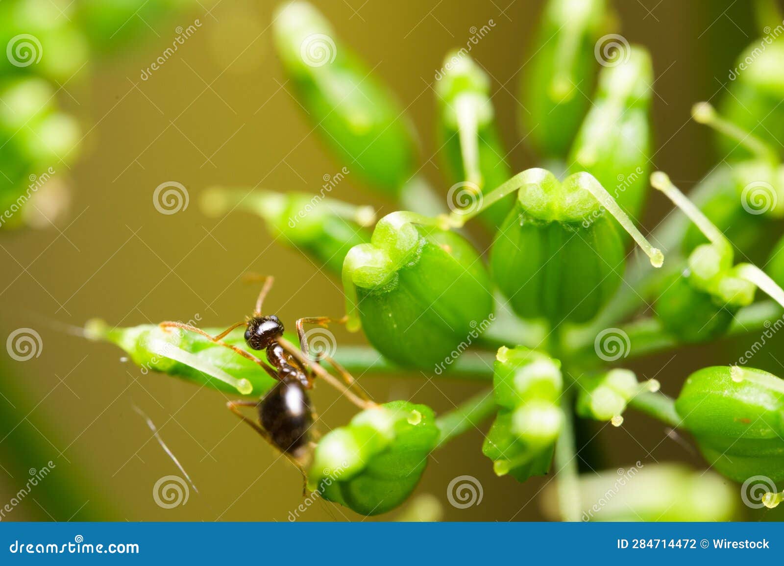 Macro Close-up of an Ant Standing on Green Flower Buds Stock Photo ...