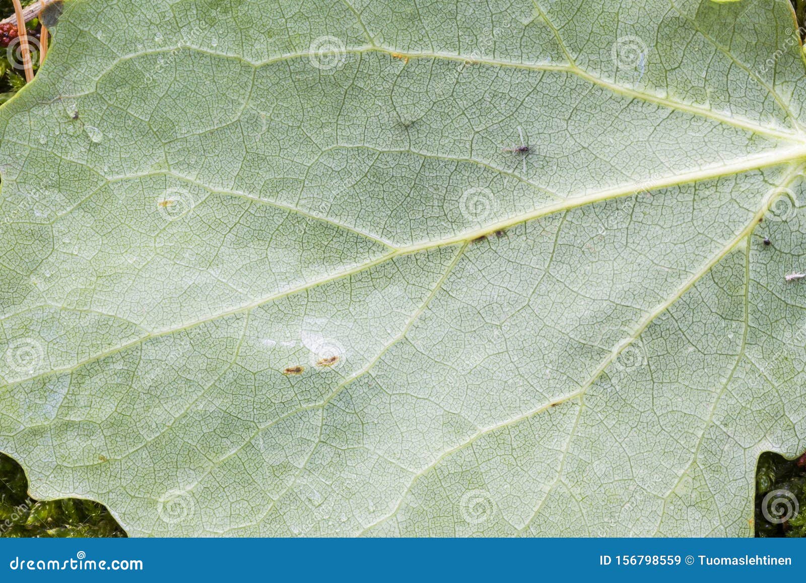 Closeup of Back Side of a Leaf Stock Image - Image of foliage, vein ...