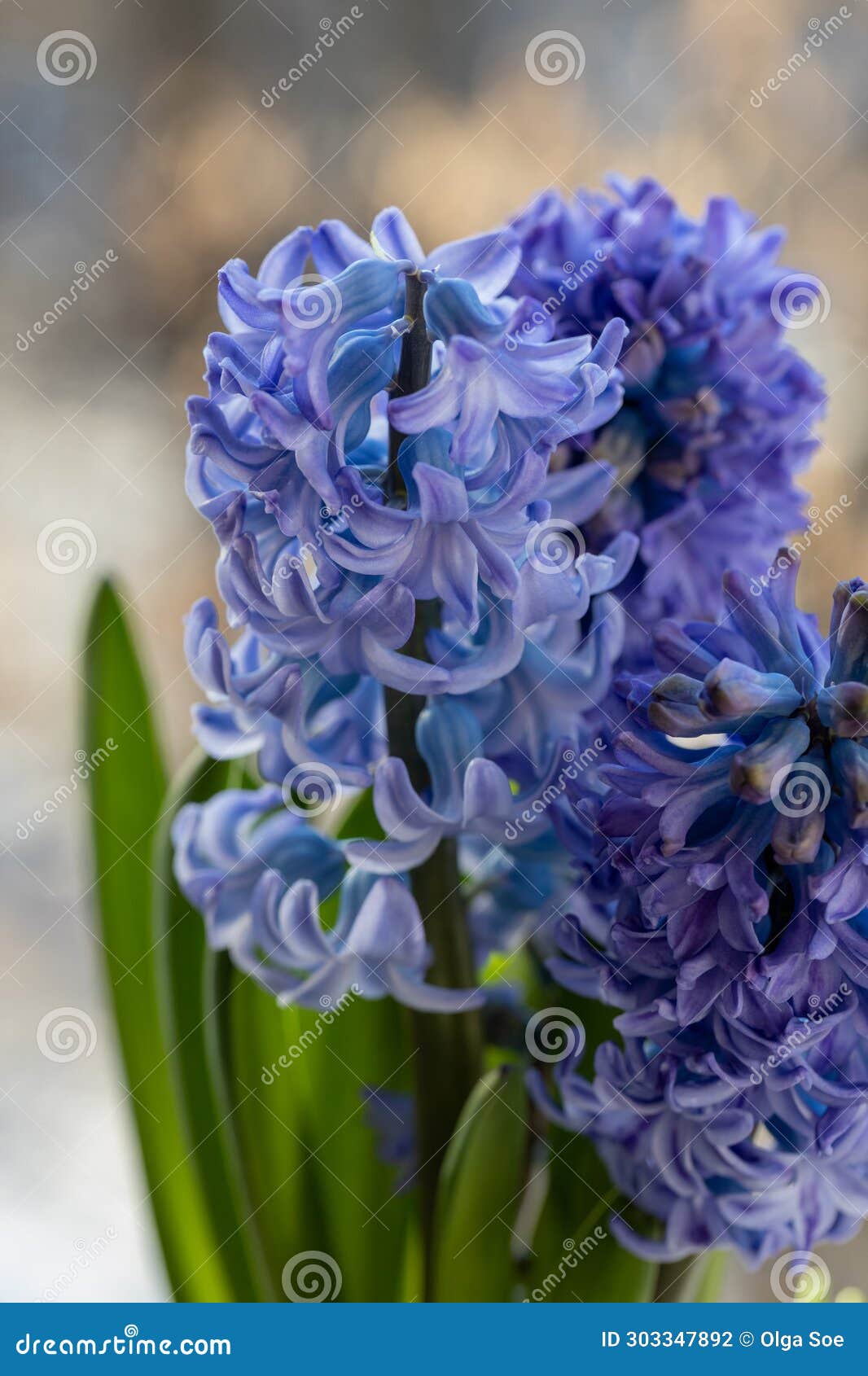 Macro Close-up of Beautiful Soft Blue Hyacinth Flower Branches, on the ...