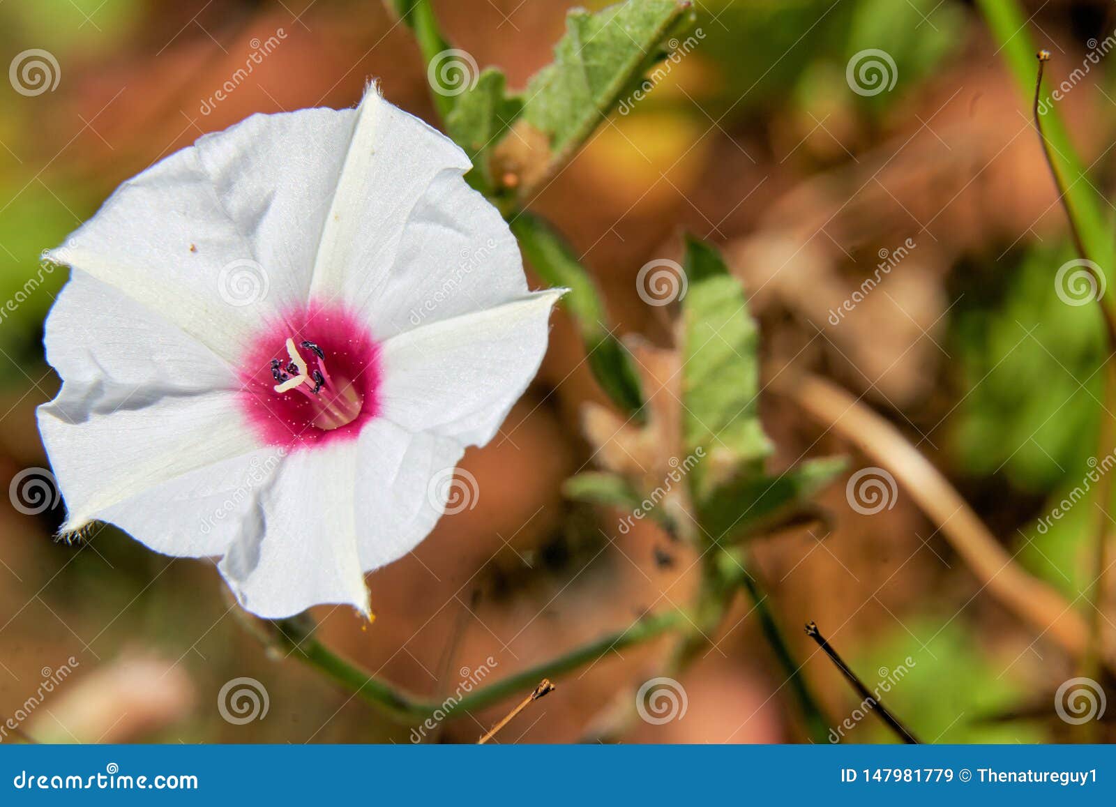 Macro Close Up of Beautiful Texas Bindweed Convolvulus Equitans Flower ...