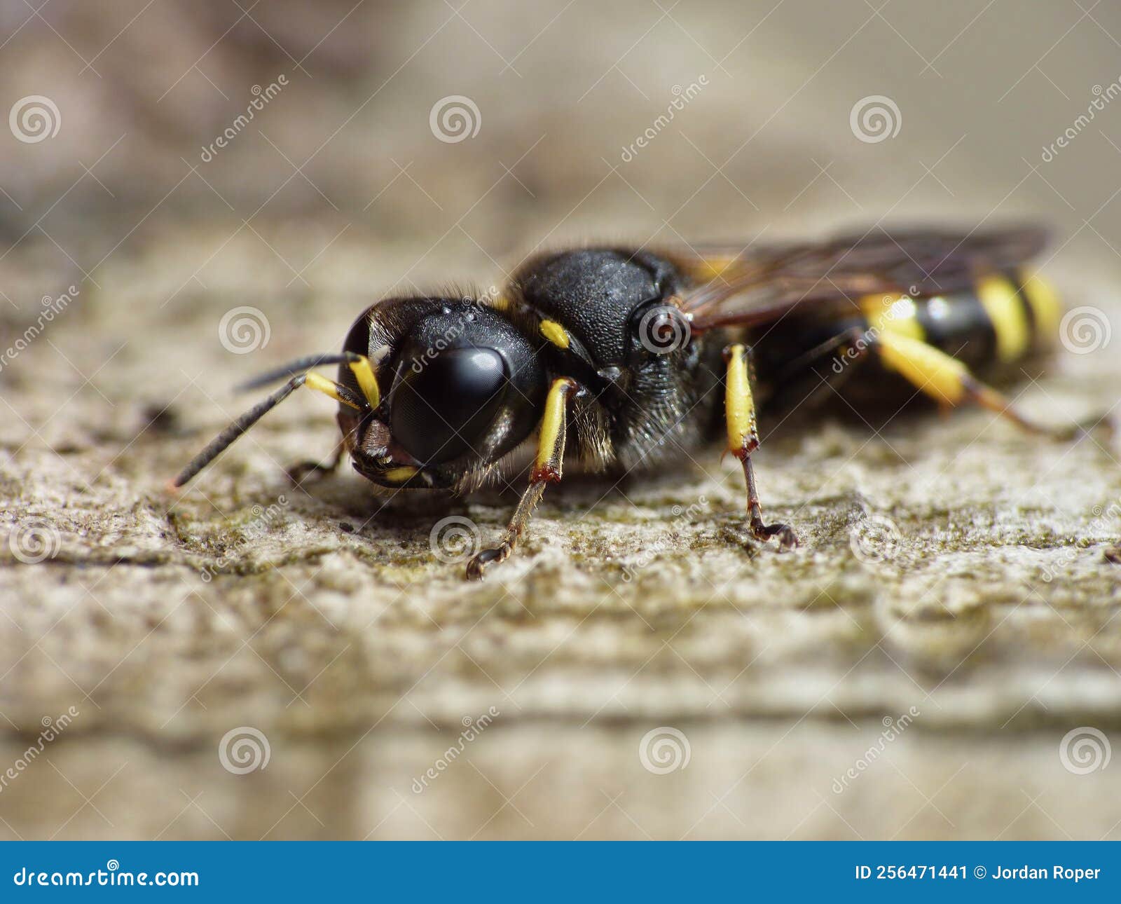 Bee on tree stump stock image. Image of close, antenna - 256471441