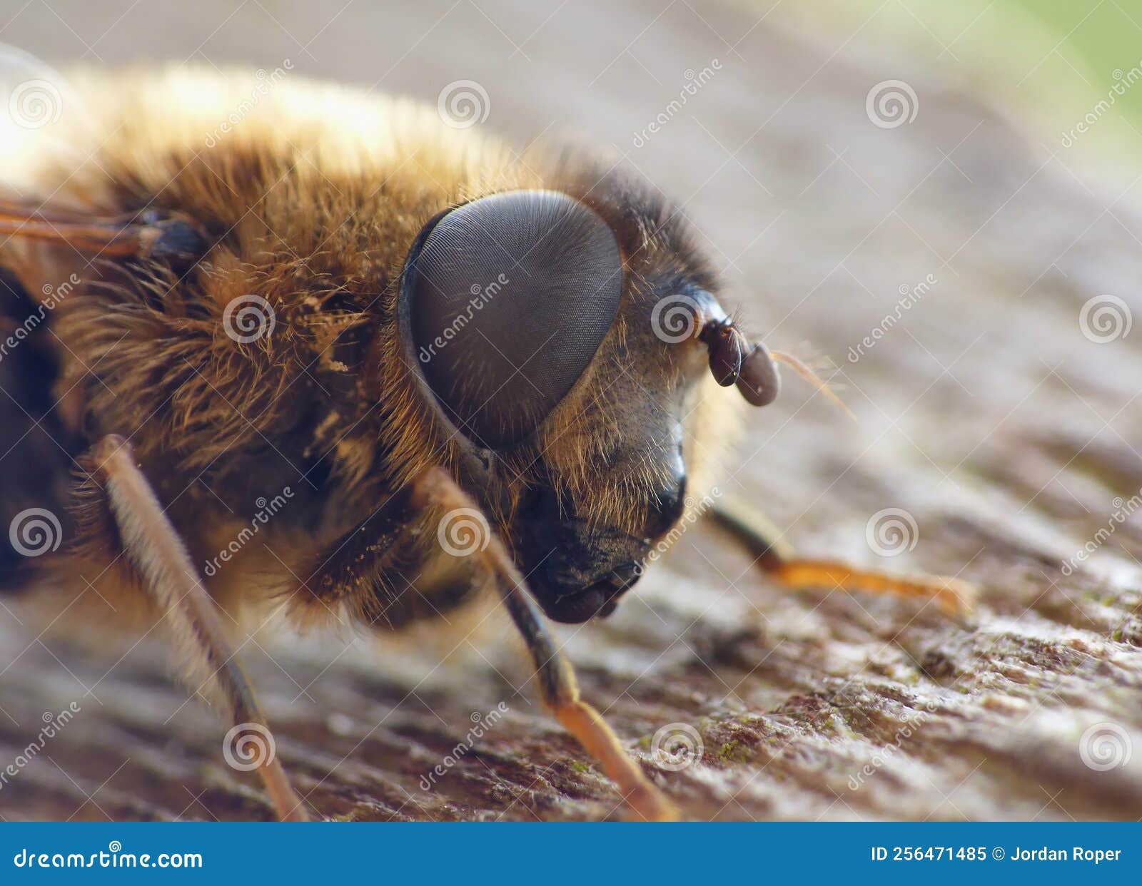 Bee on tree stump stock image. Image of gold, golden - 256471485