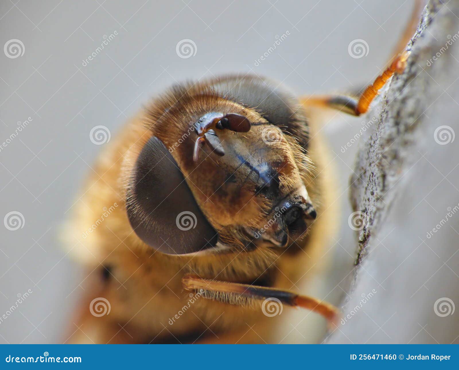 Bee on tree stump stock photo. Image of detail, beautiful - 256471460