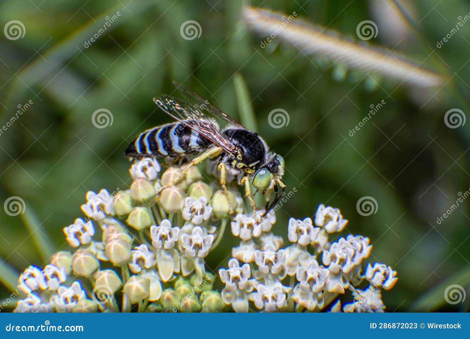 Macro Close-up of a Bembix Pollinating White Flowers Stock Image ...