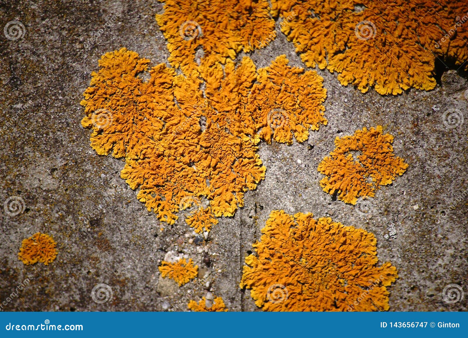 Yellow scale macro stock image. Image of subsoil, stone - 143656747