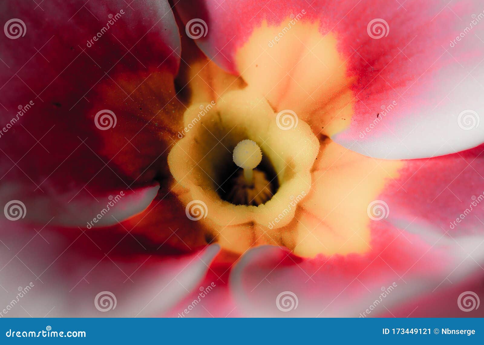Macro Close Up on Center of a Flower Stock Image - Image of petal ...
