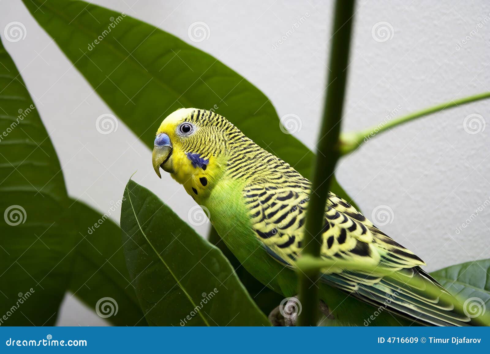 Macro Close-up of Classic Green Parakeet Stock Image - Image of ...
