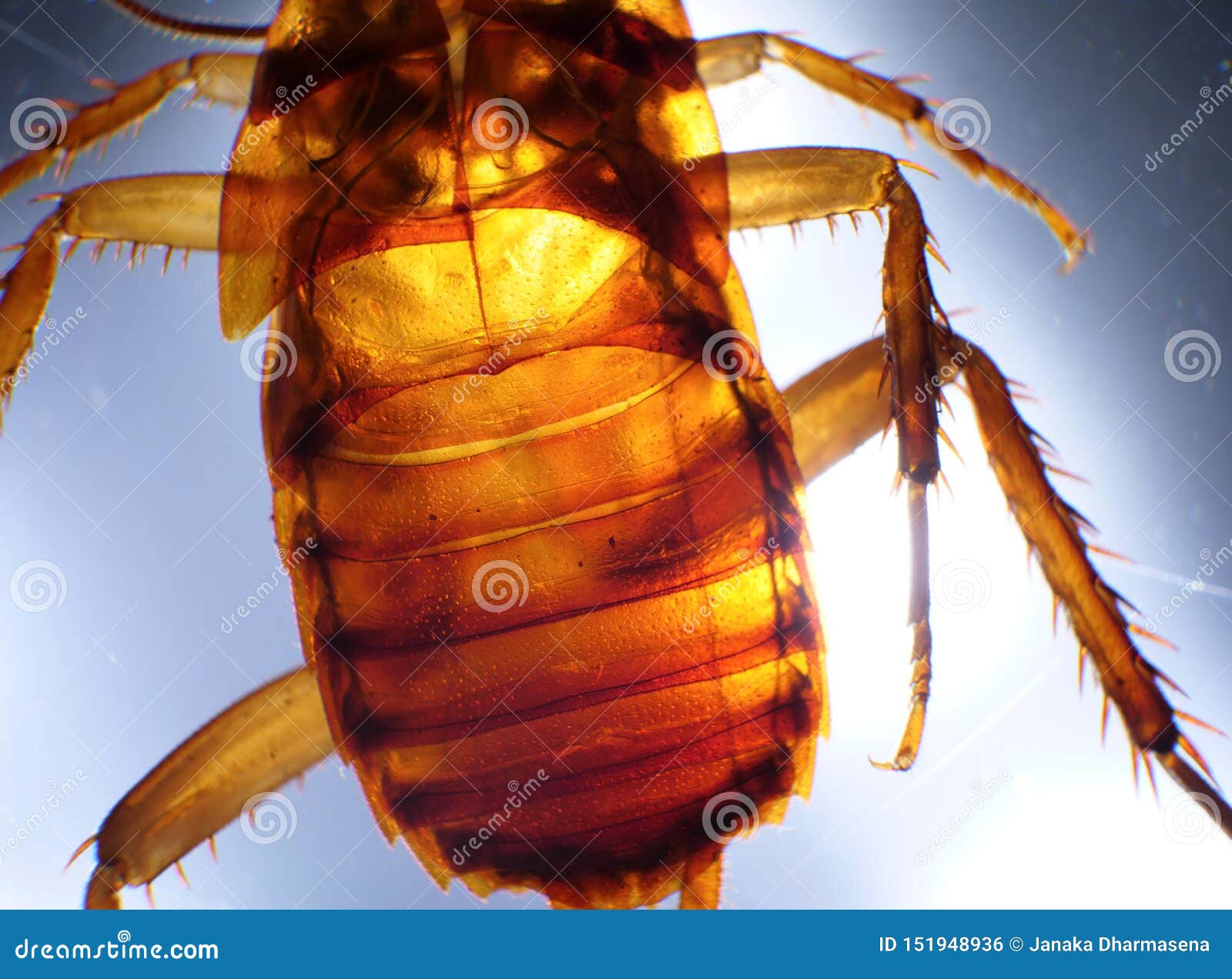 Close up of cockroach stock photo. Image of cockroach - 151948936