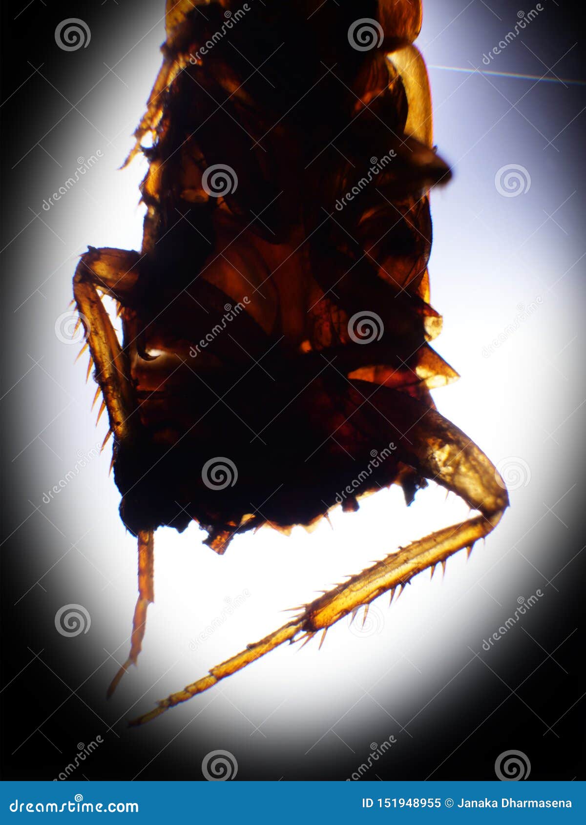 Close Up Of Cockroach Isolated On White Background. Closeup Cockroach ...