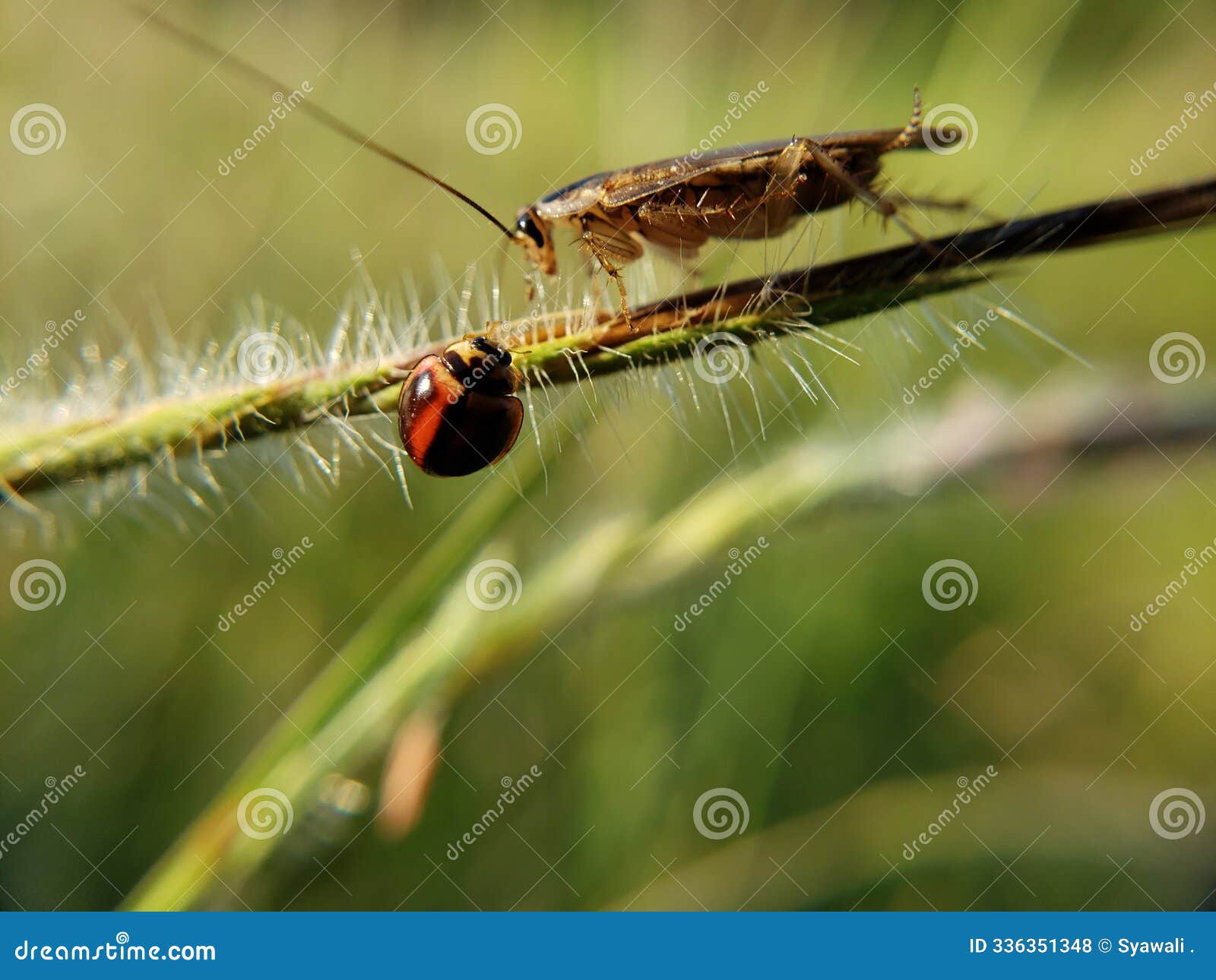 Cockroach and Ladybug on a Blade of Grass Stock Photo - Image of ...