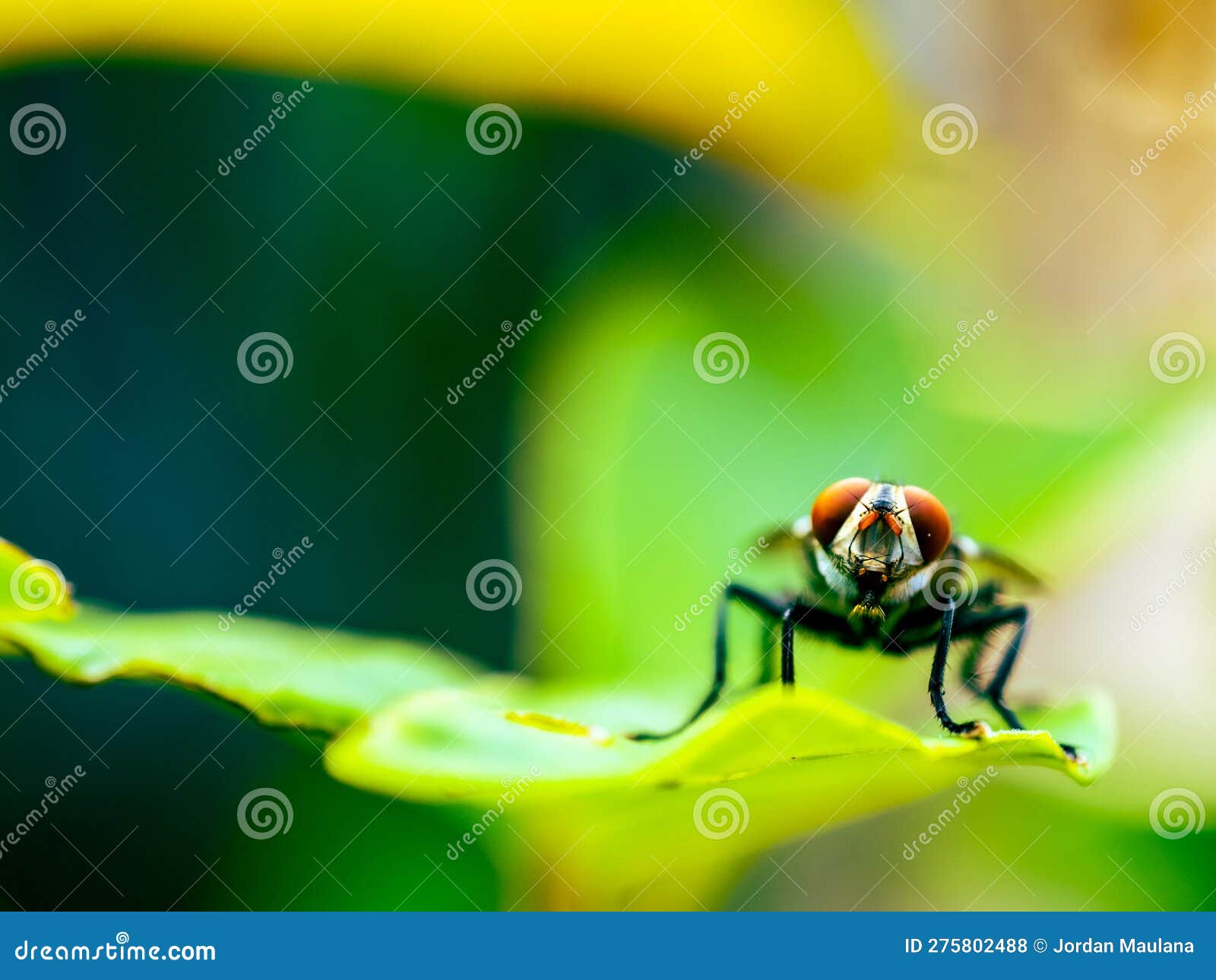 Macro Close-Up of a Common House Fly S Face with Sharp Details Stock ...
