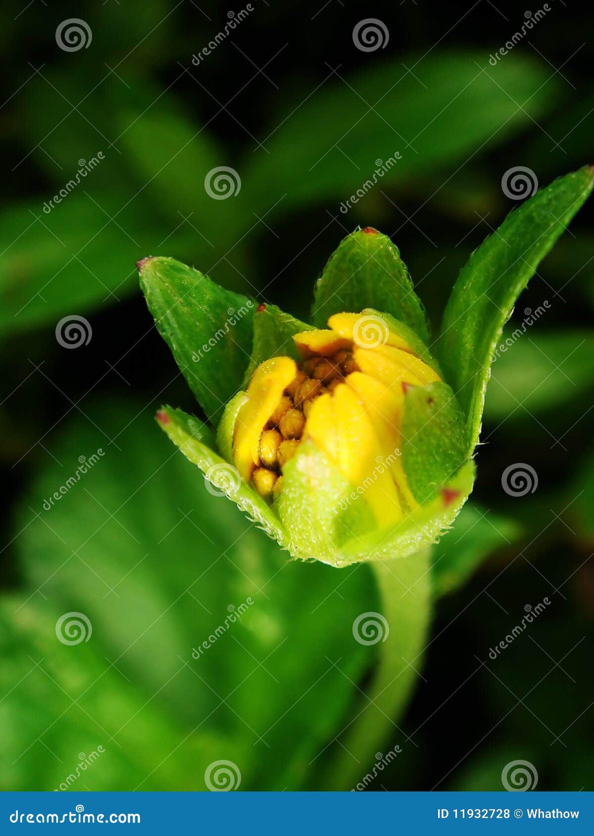 Macro Close Up of a Daisy Flower Bud Stock Photo - Image of closeup ...