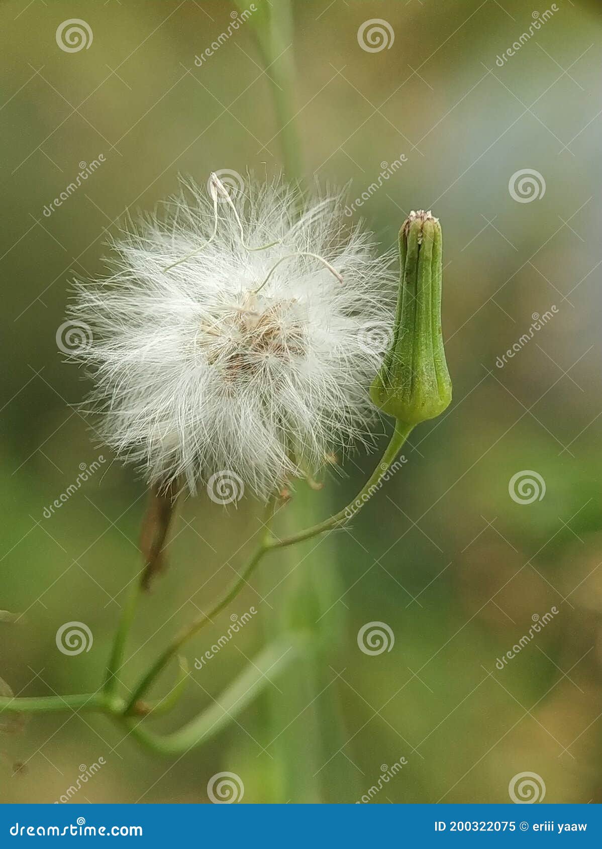 Macro Close-up Dandelion Flower Object Stock Image - Image of dandelion ...