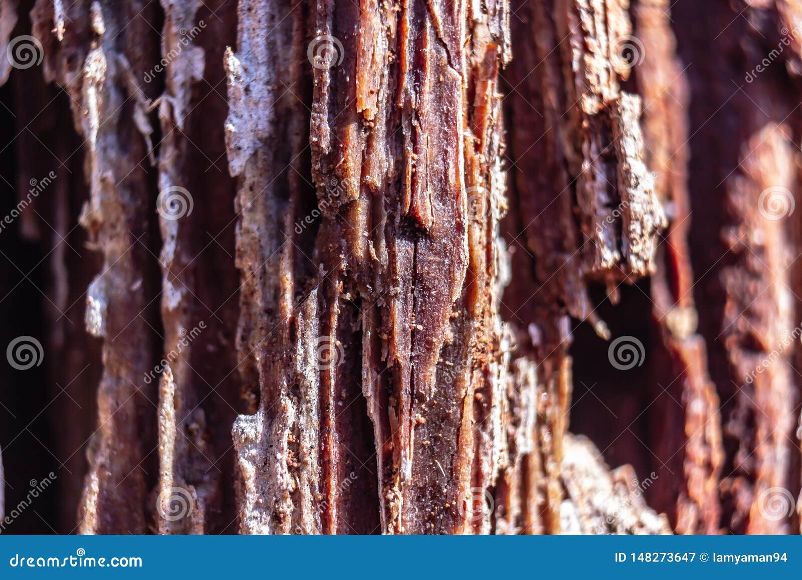 Macro Close Up of a Decaying Tree Stump Stock Image - Image of canada ...