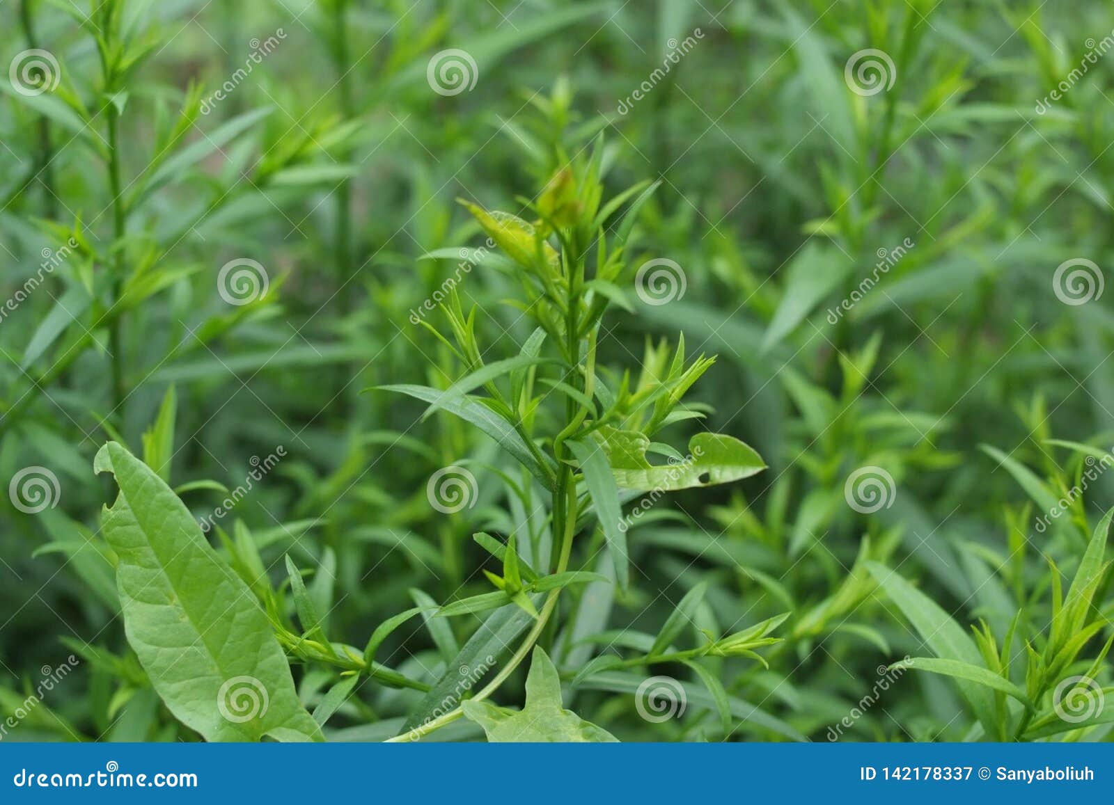 Macro Close Up of Flower Germ in the Fields at Morning, Grass Lower ...