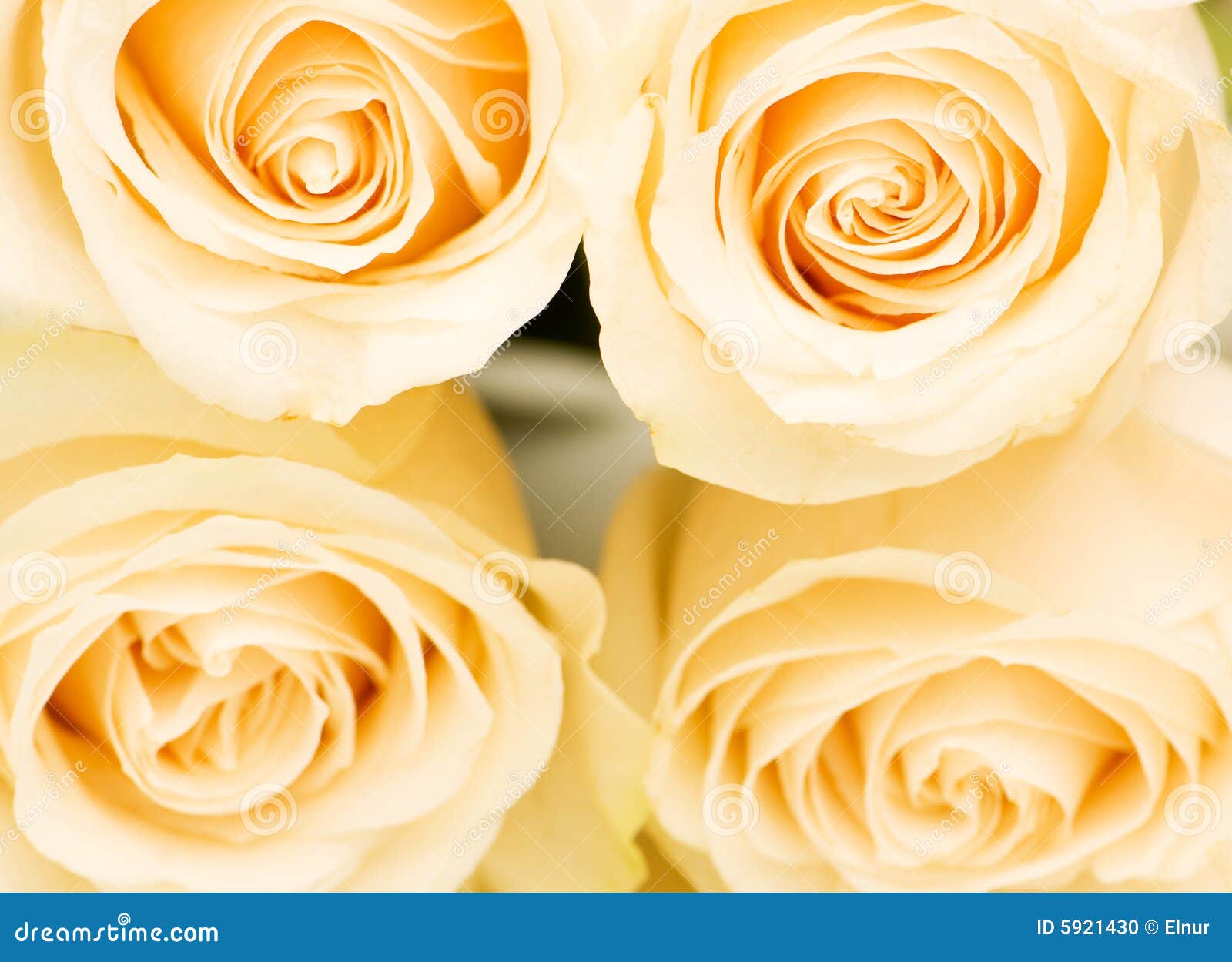 63,780 Close White Roses Stock Photos - Free & Royalty-Free Stock ...