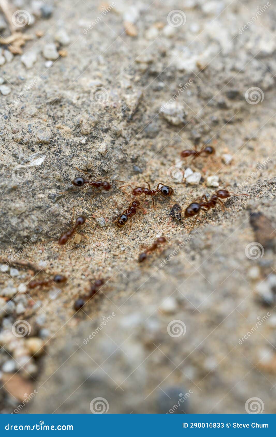 Macro Close-up of a Group of Ants on the Ground Stock Image - Image of ...
