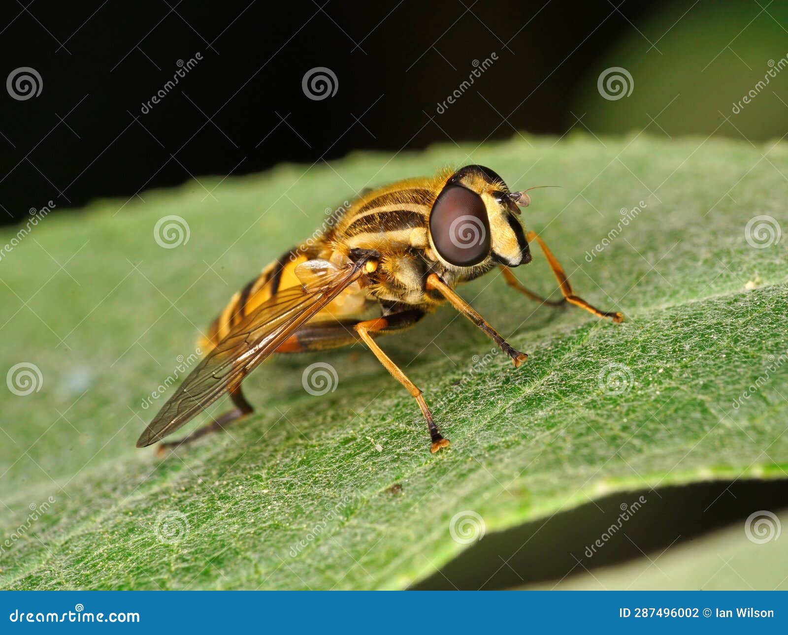 Macro of Hoverfly on a Green Leaf Stock Photo - Image of hairs, leaf: 287496002