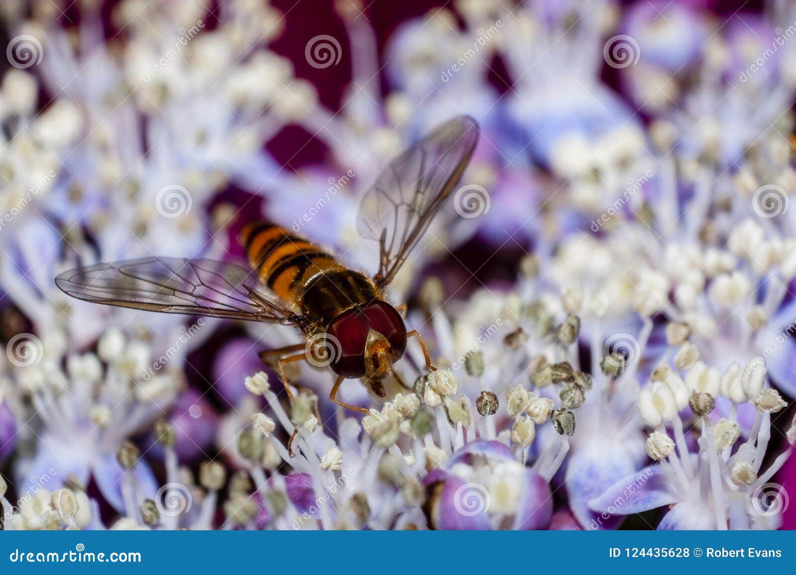 Hover / flower fly stock photo. Image of nature, yellow - 124435628