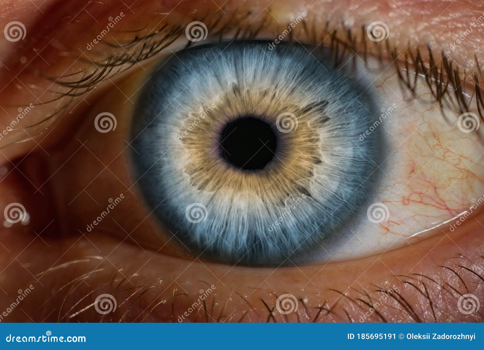 15,448 Macro Photo Human Eye Stock Photos - Free & Royalty-Free Stock ...