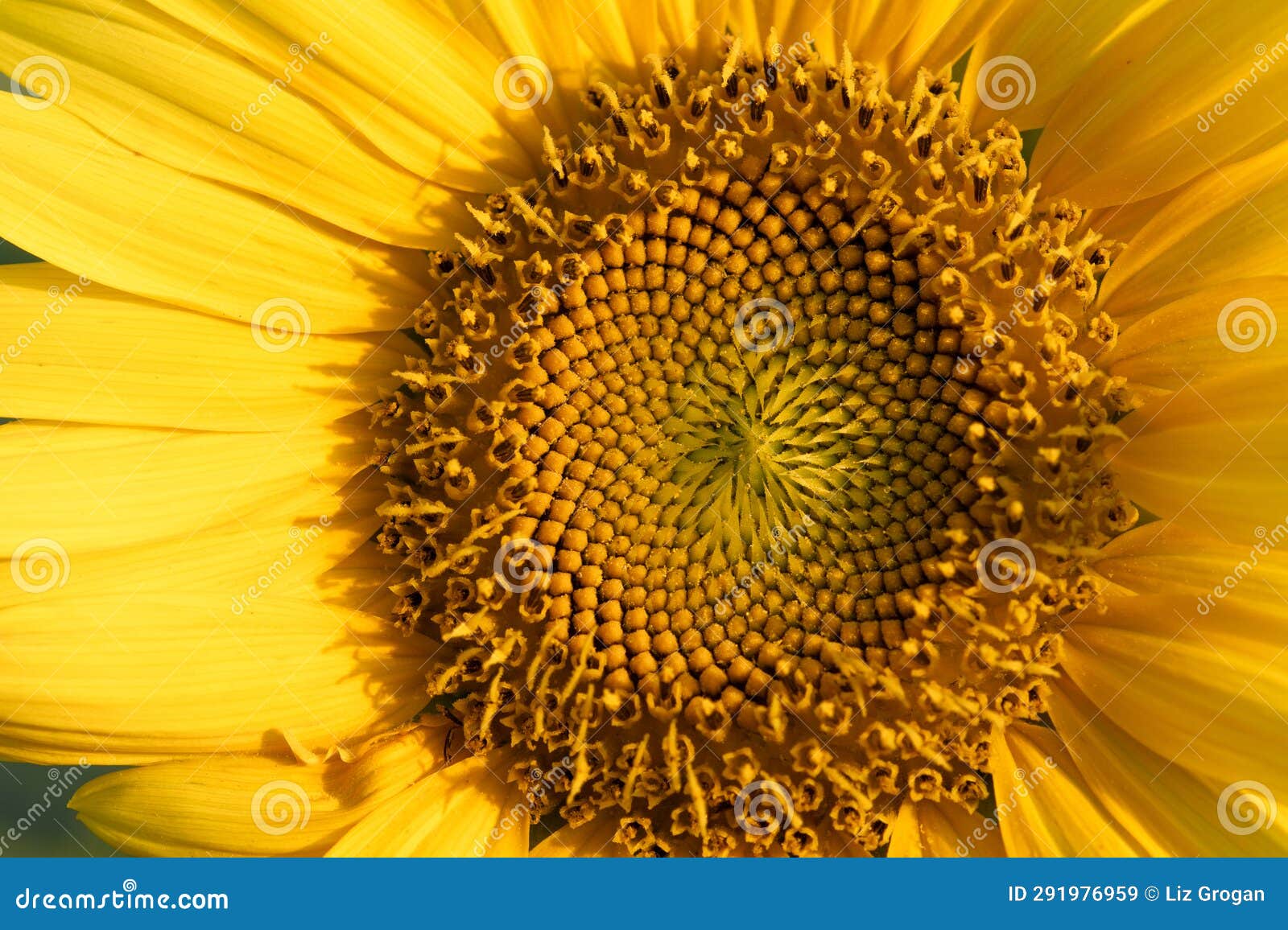 Macro Close-up Image of the Interior of a Yellow Sunflower in Summer ...