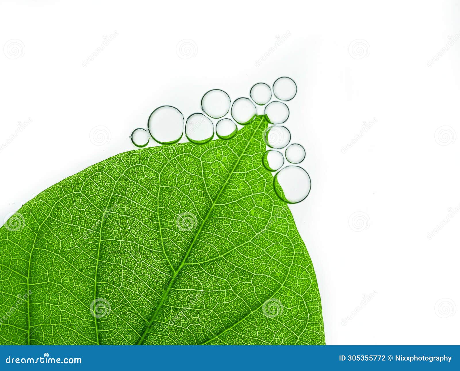 Macro Close Up Image of Plant Leaf Release Oxygen in the Air. Stock ...