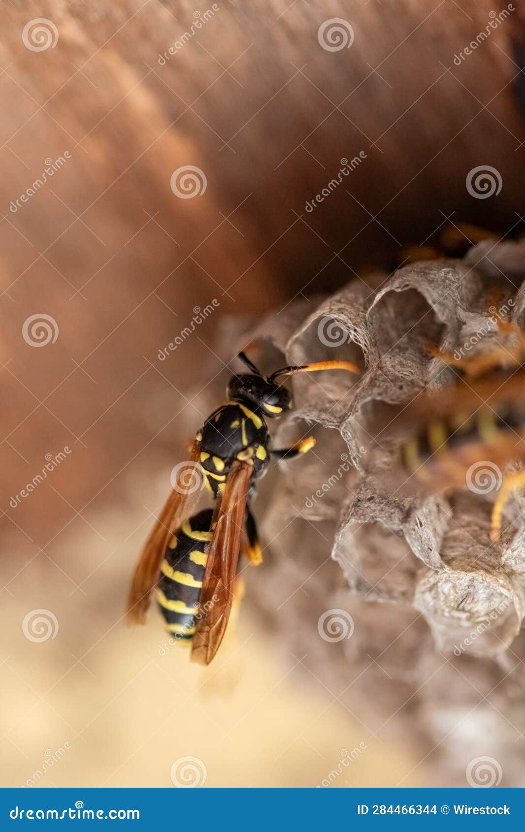 Macro Close-up of a Large European Wasp Stock Photo - Image of colony ...