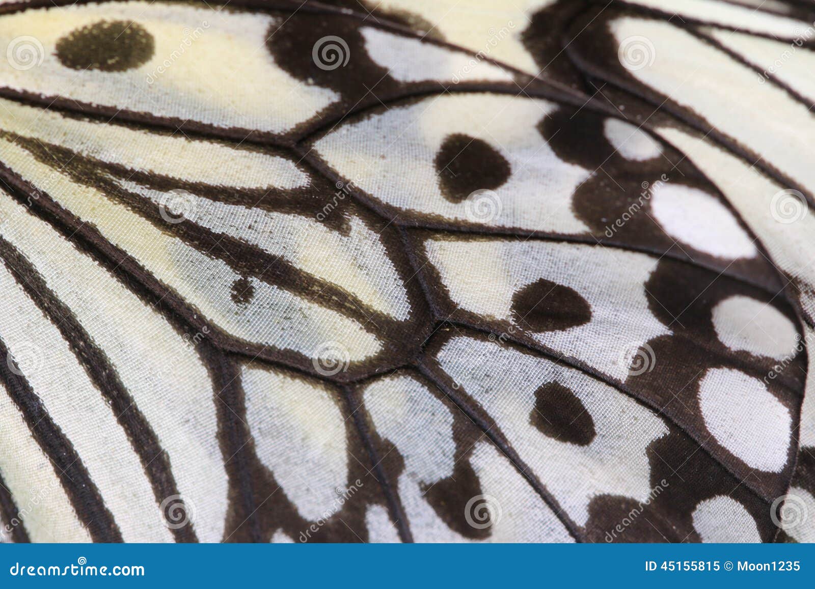 Butterfly Wing Texture Background, Insect Wings Macro Pattern ...