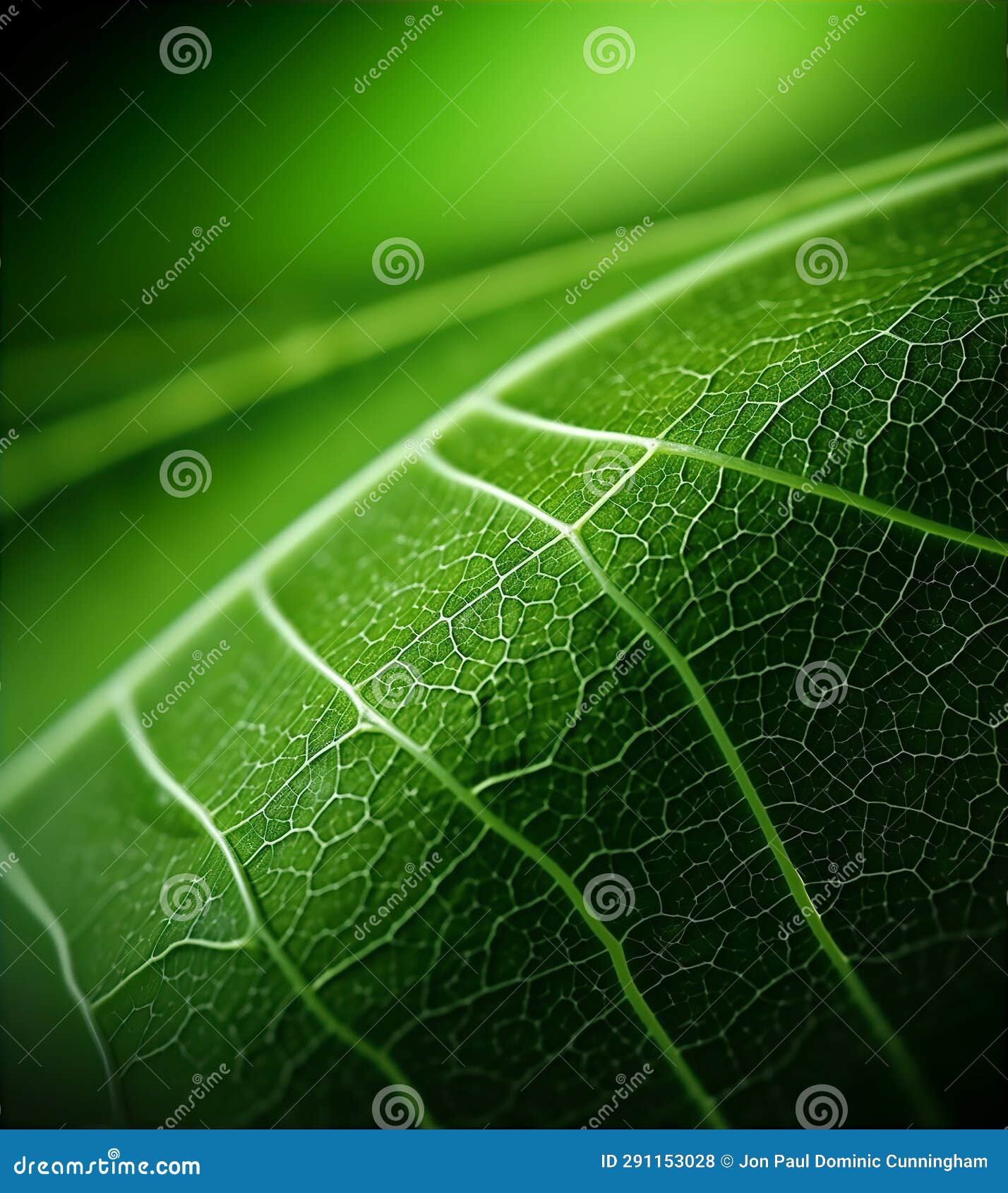 Macro Close Up Leaf Vein Texture Detail Pattern Background Stock ...