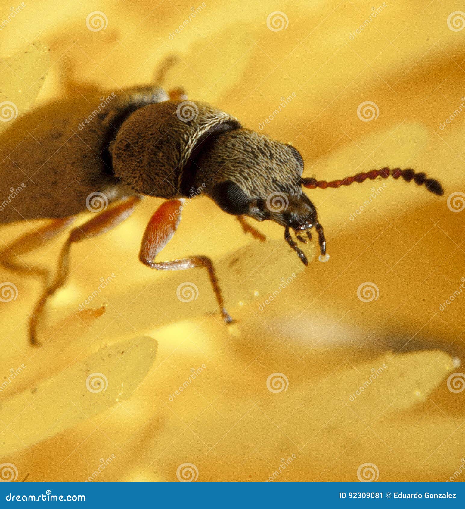 Macro close up of mite stock image. Image of feed, animal - 92309081