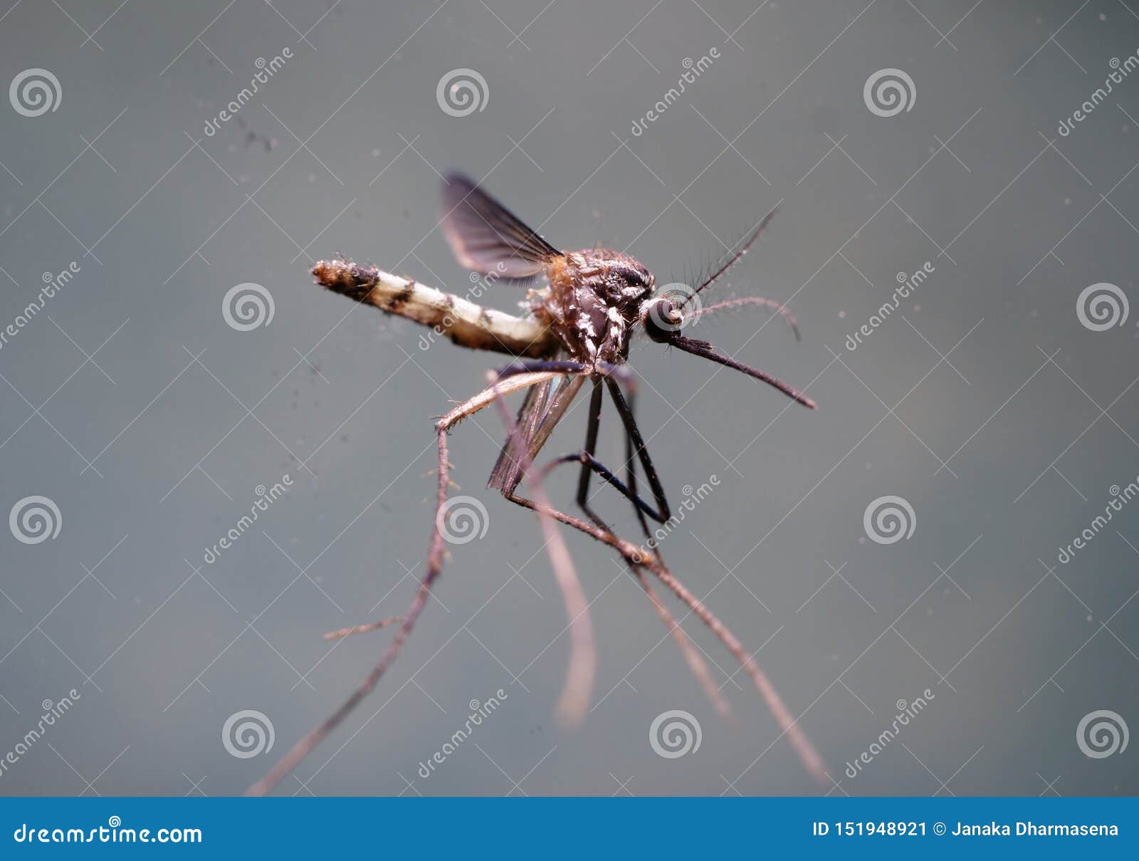 Mosquito analysis in lab stock image. Image of malaria - 151948921