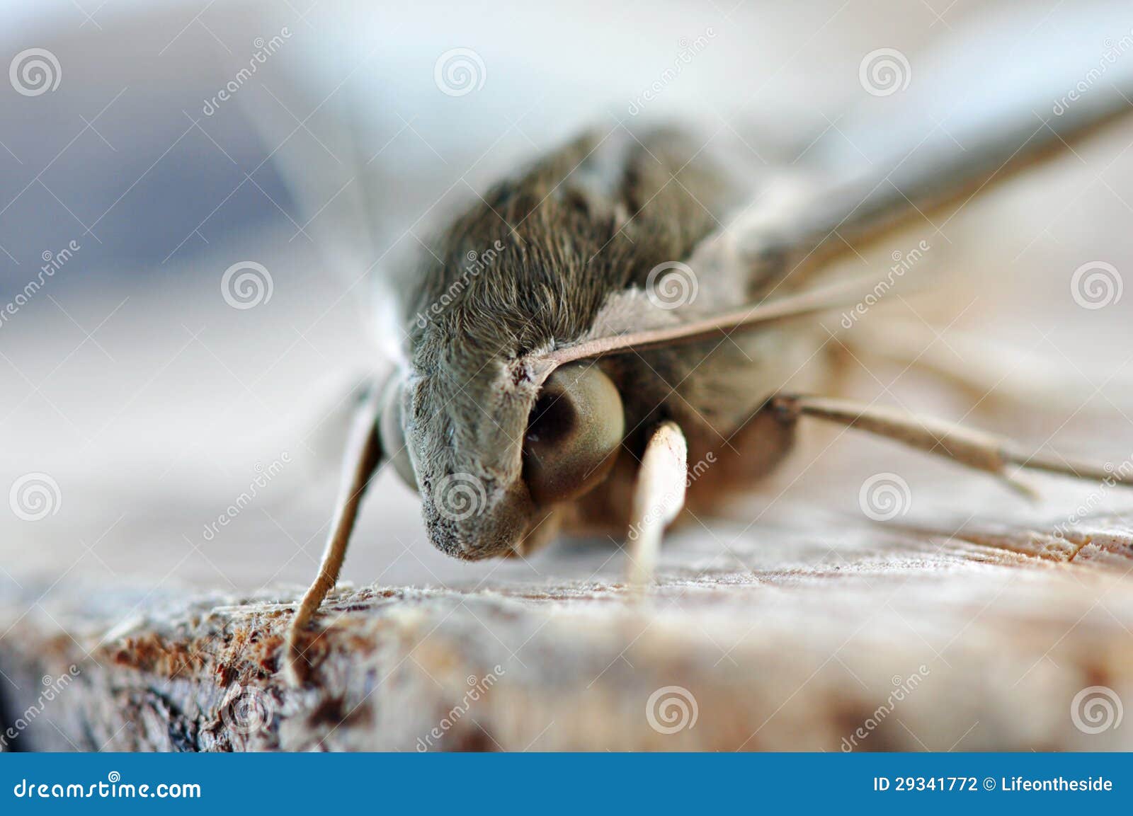 Macro Close Up Moth Face Eyes and Head Stock Photo - Image of details ...