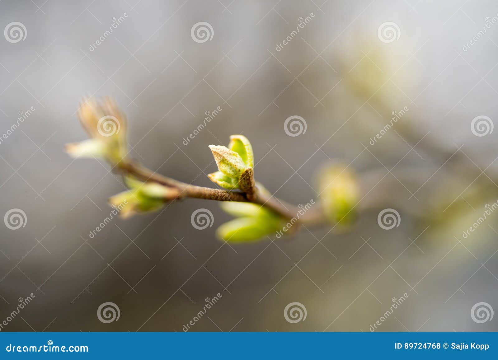 Macro Close-up of New Spring Buds & Leaves Against Blurred Background ...