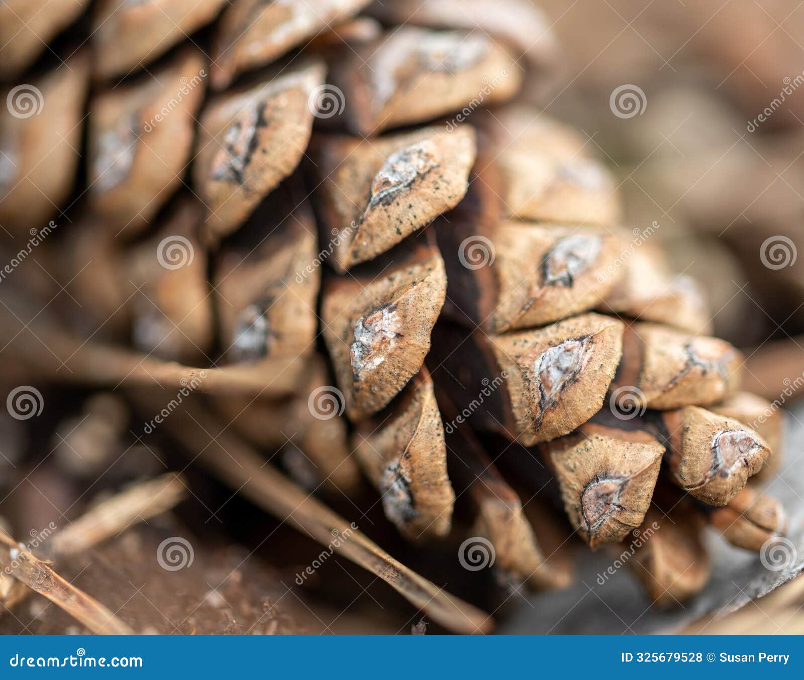 Macro Close Up of a Pine Cone, Needles Stock Photo - Image of nature ...