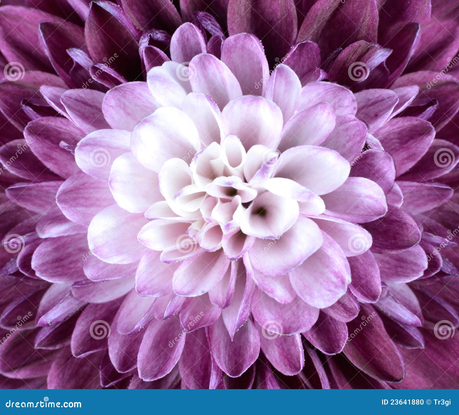 Macro Close Up on Purple Chrysanthemum Stock Photo - Image of dahlia ...