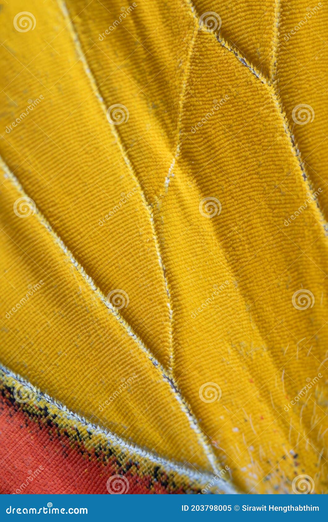 Macro Close Up of Red and Yellow Butterfly Wings in Texture Background ...