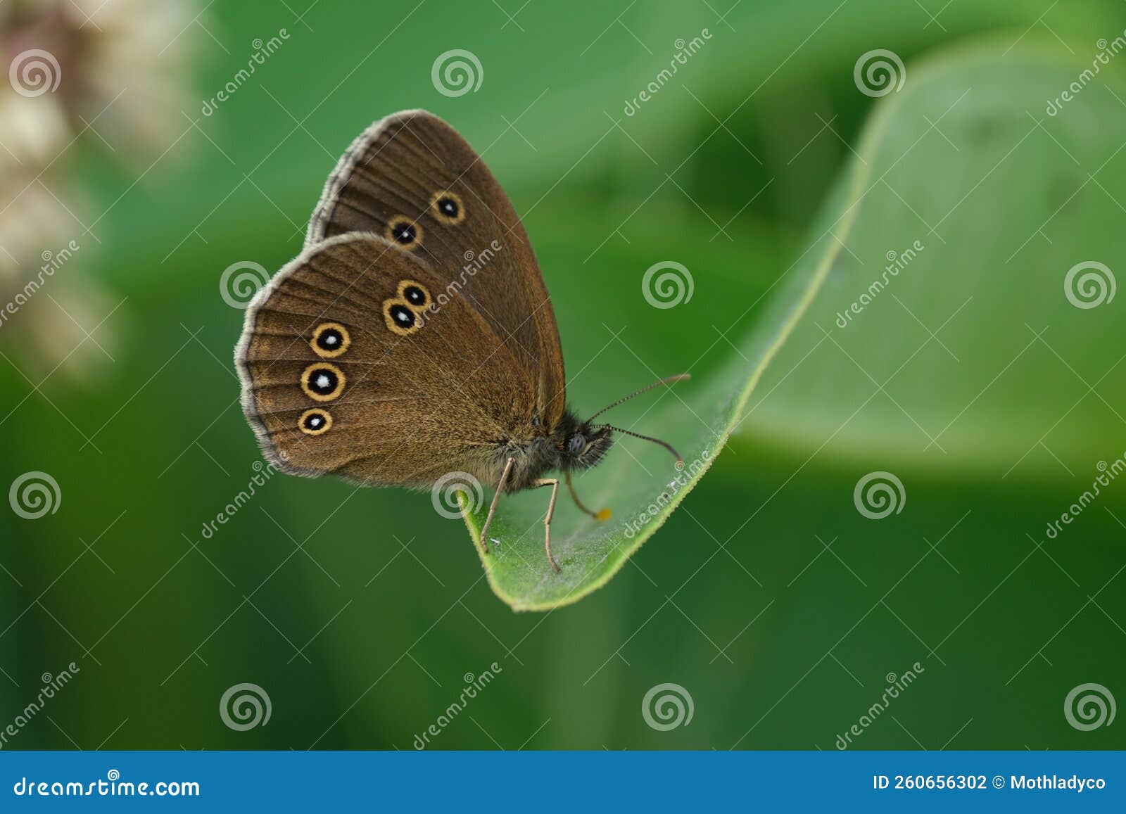 Macro Close Up of a Ringlet Butterfly with Closed Wings Stock Photo ...