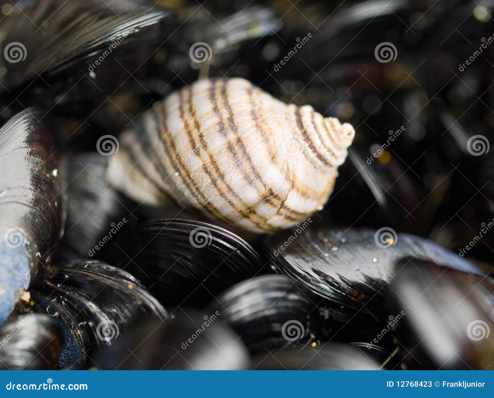 Macro Close Up of Seashells Stock Image - Image of life, beauty: 12768423