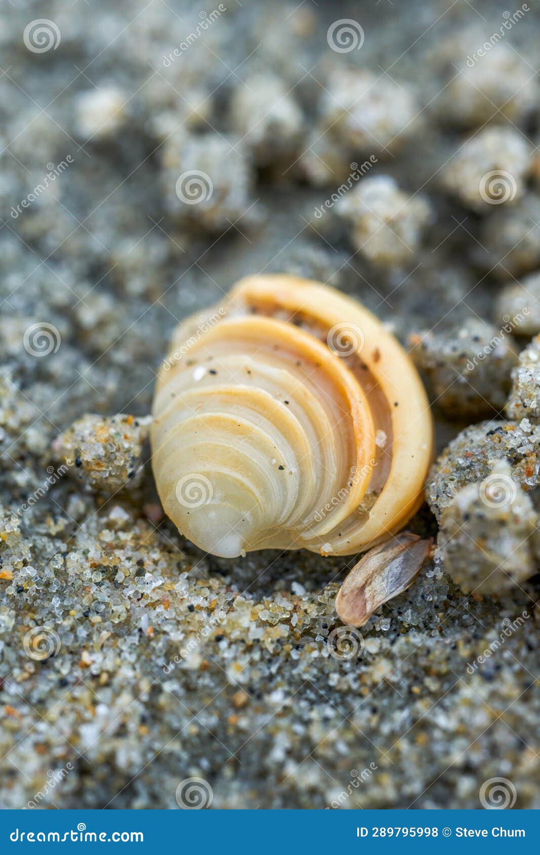 Macro Close-up of Seashells on the Beach Stock Photo - Image of earth ...