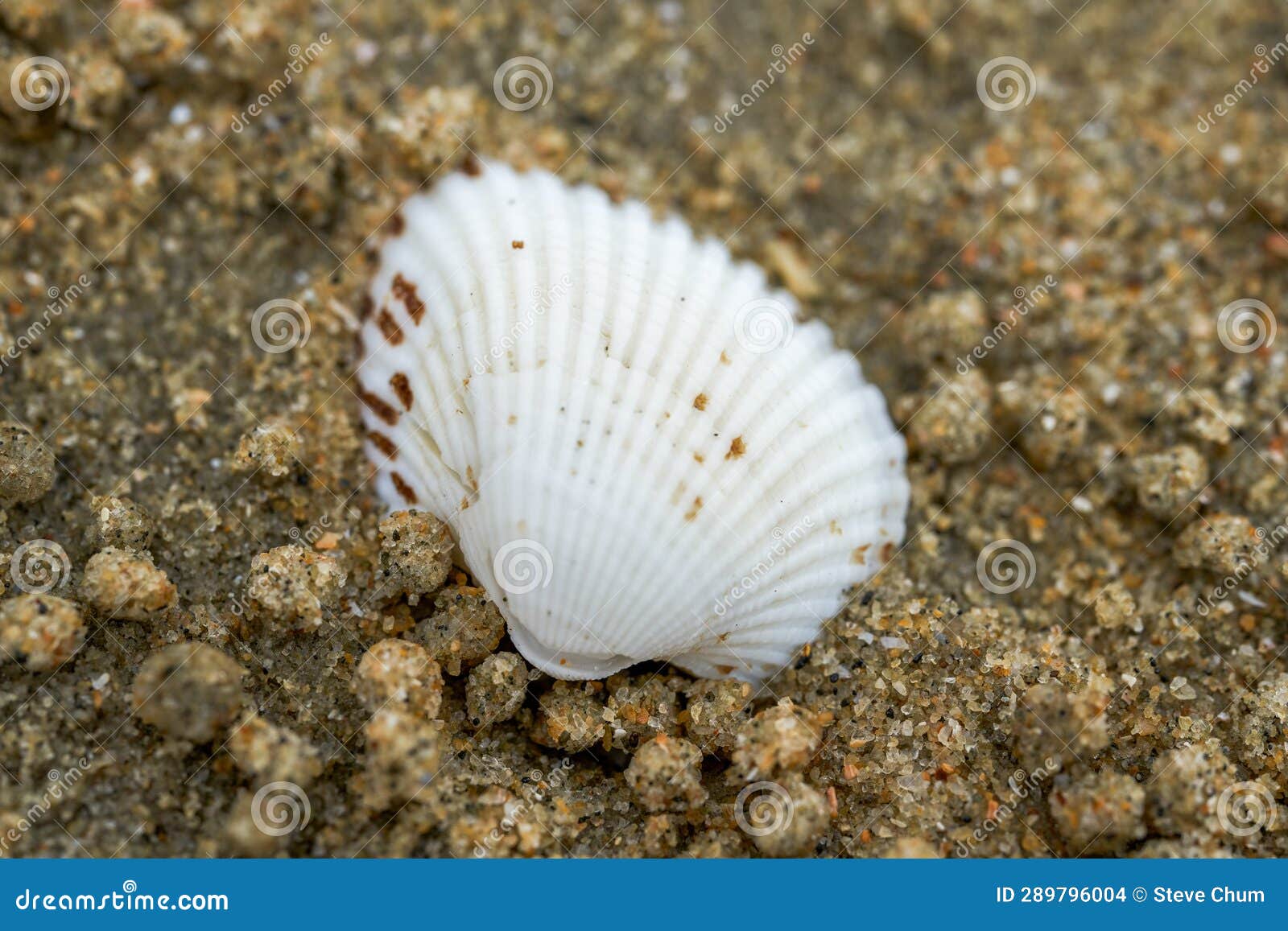 Macro Close-up of Seashells on the Beach Stock Photo - Image of ...